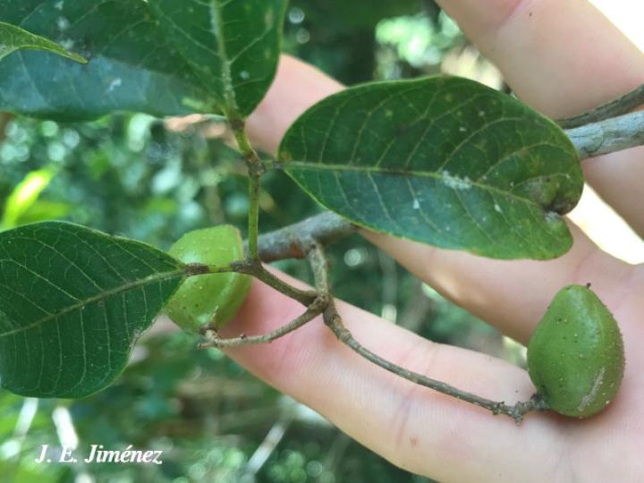 Protium glabrum | Ecos del Bosque