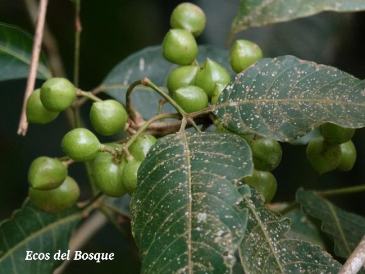 Protium glabrum | Ecos del Bosque