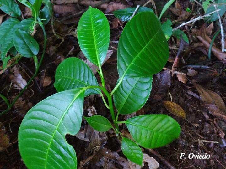 Sapium sp. | Ecos del Bosque