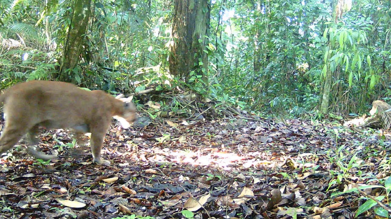 Puma concolor costaricensis | Ecos del Bosque