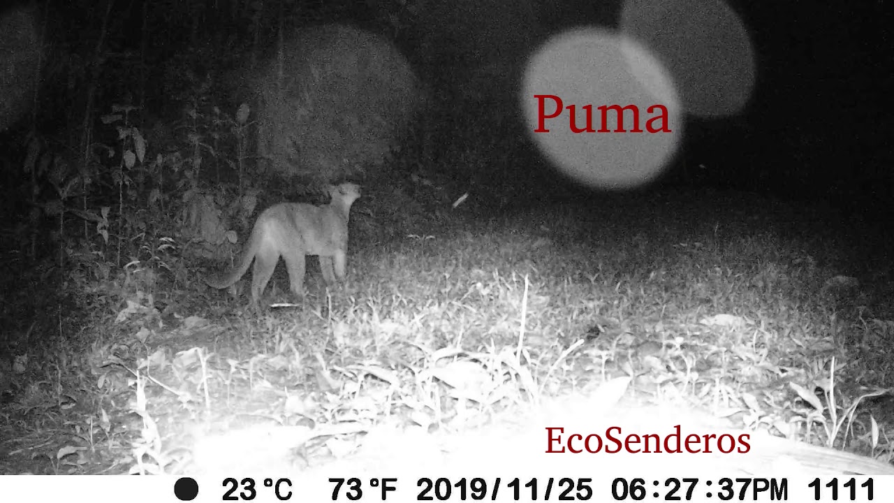 Puma concolor costaricensis | Ecos del Bosque